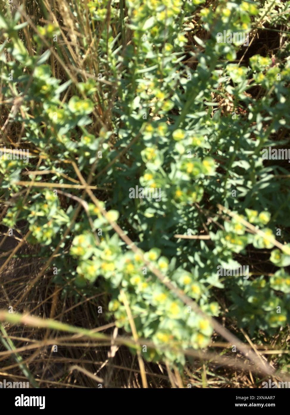 Sea Spurge (Euphorbia paralias) Plantae Stock Photo - Alamy