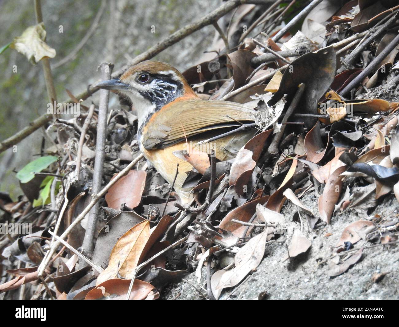 Greater Necklaced Laughingthrush (Pterorhinus pectoralis) Aves Stock ...