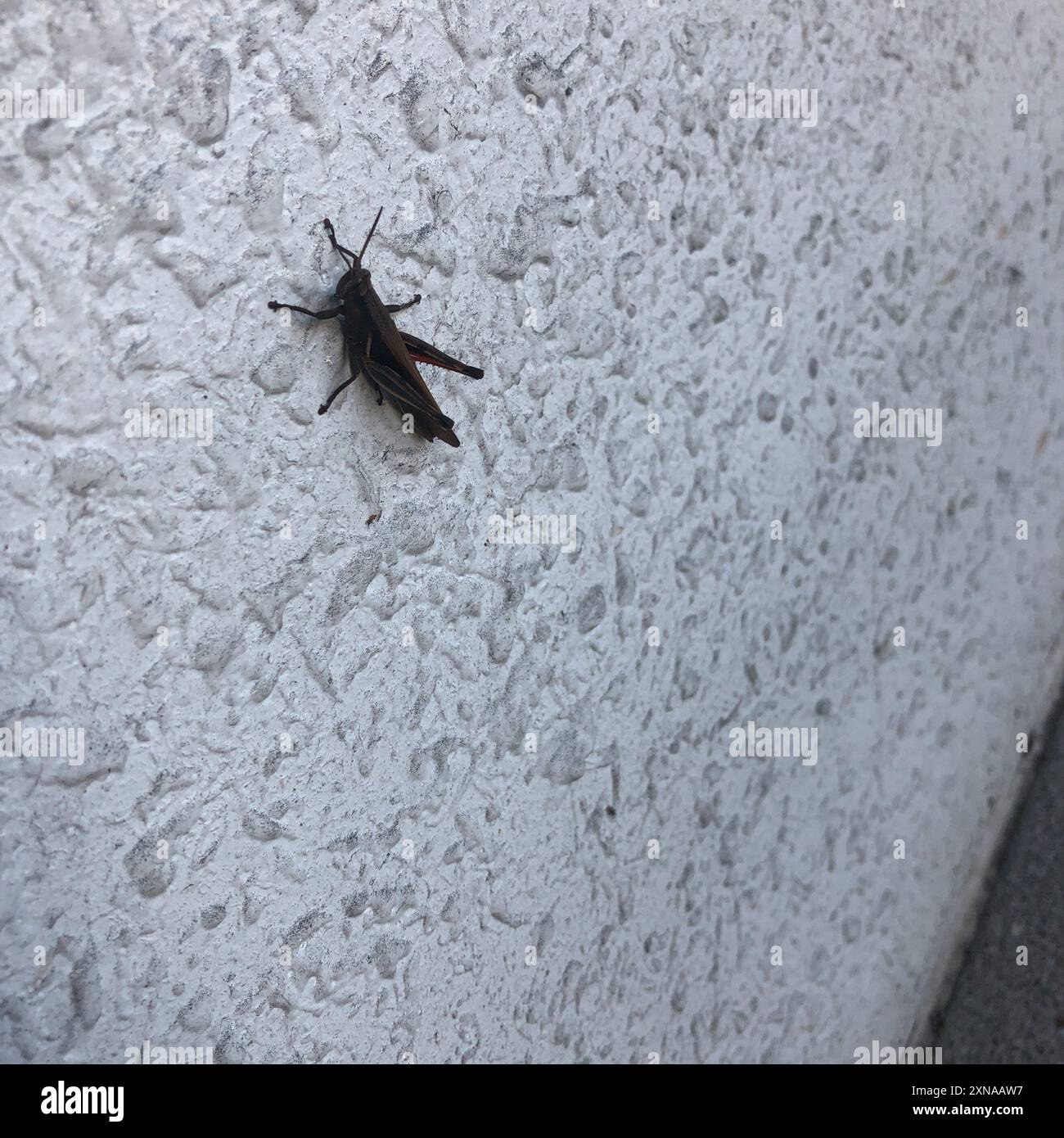 Sharptails hi-res stock photography and images - Alamy