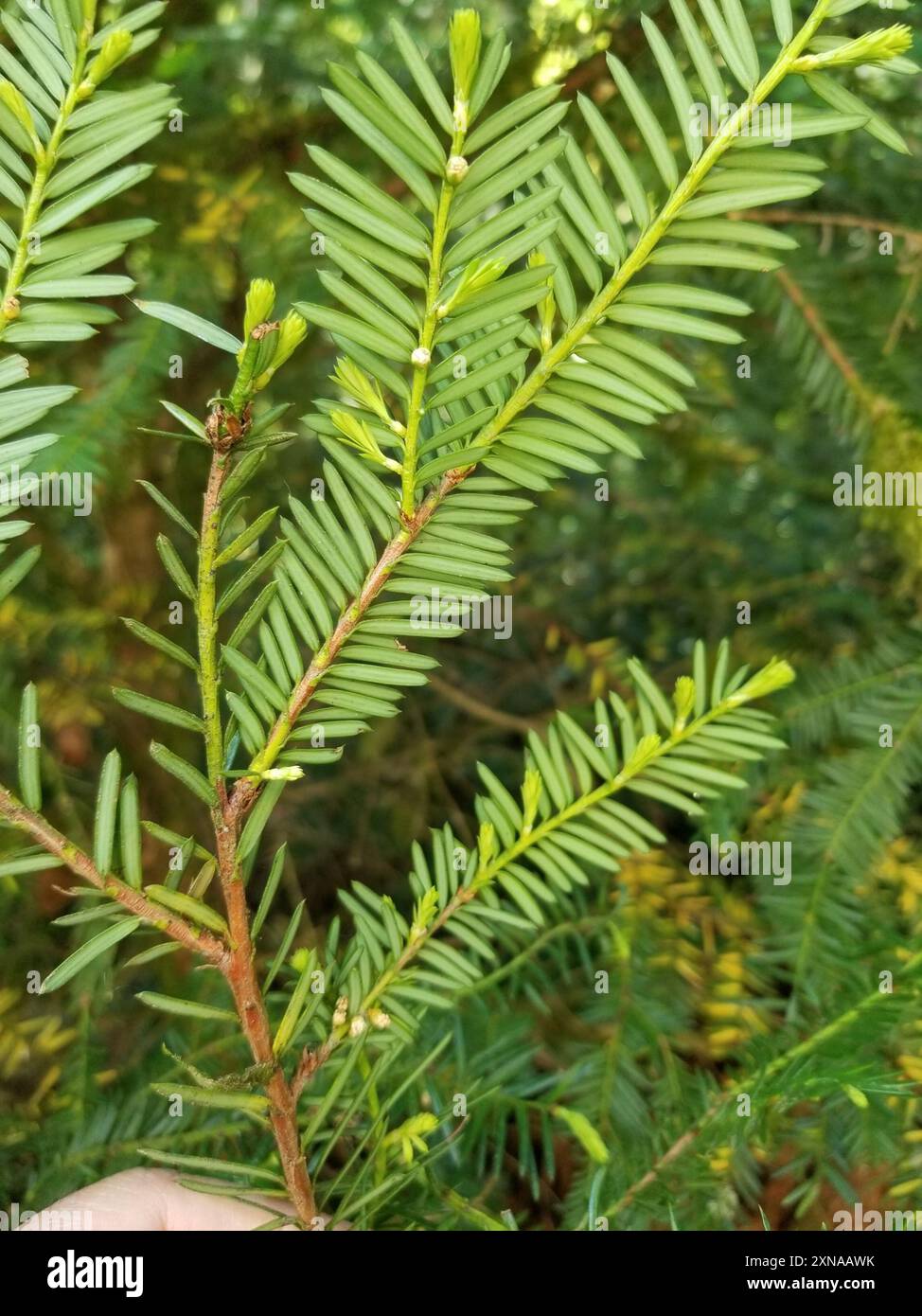 Pacific yew (Taxus brevifolia) Plantae Stock Photo - Alamy