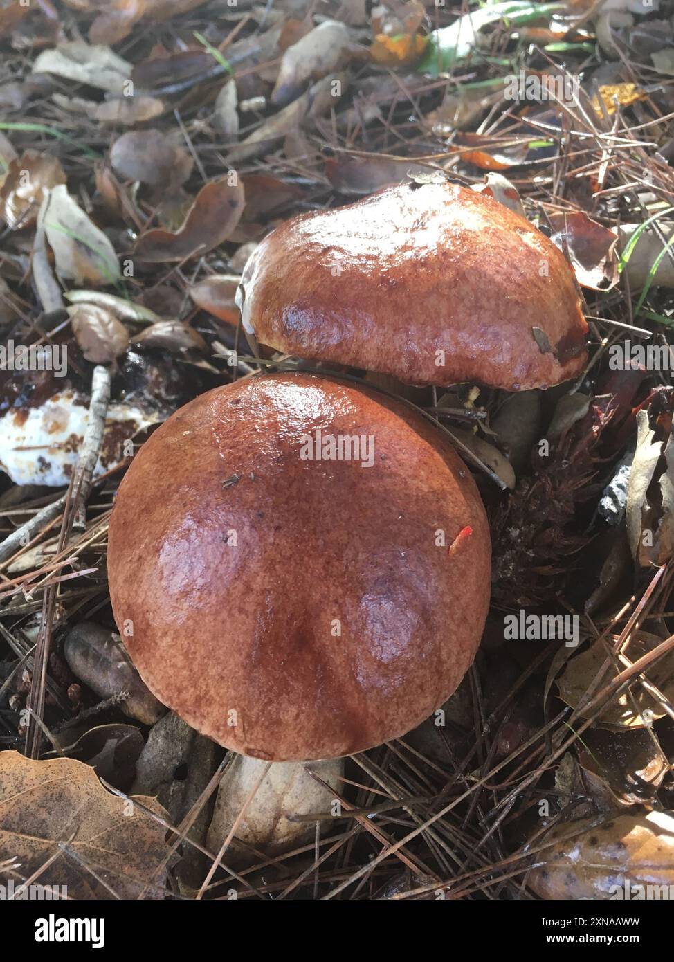 Viscid fungi hi-res stock photography and images - Alamy