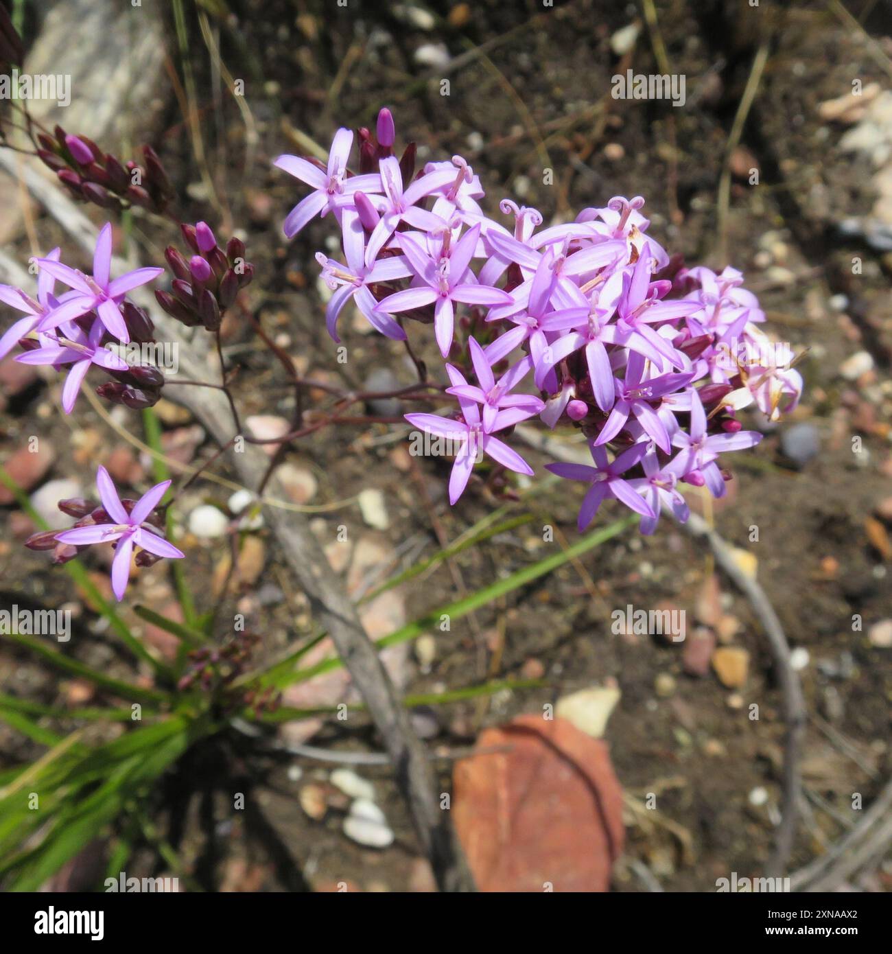 Corymbium hi-res stock photography and images - Alamy