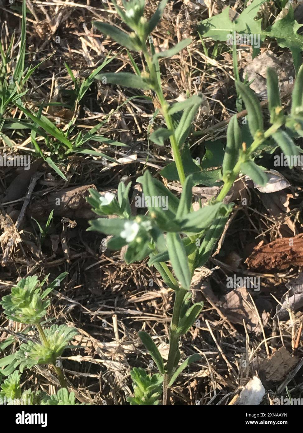 corn gromwell (Buglossoides arvensis) Plantae Stock Photo - Alamy