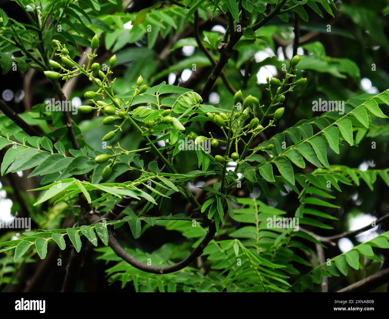 Coffee Bush (Clausena excavata) Plantae Stock Photo - Alamy