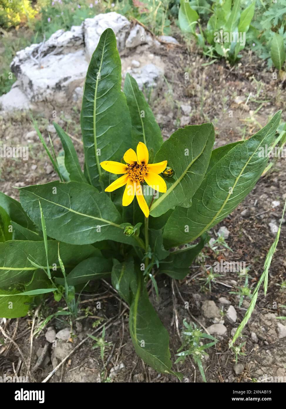 northern mule's ears (Wyethia amplexicaulis) Plantae Stock Photo - Alamy