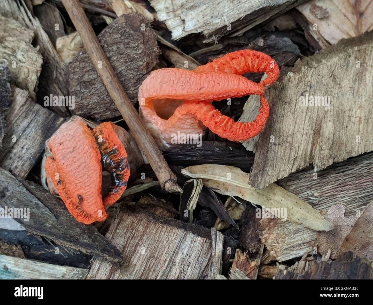 stinky squid (Pseudocolus fusiformis) Fungi Stock Photo - Alamy