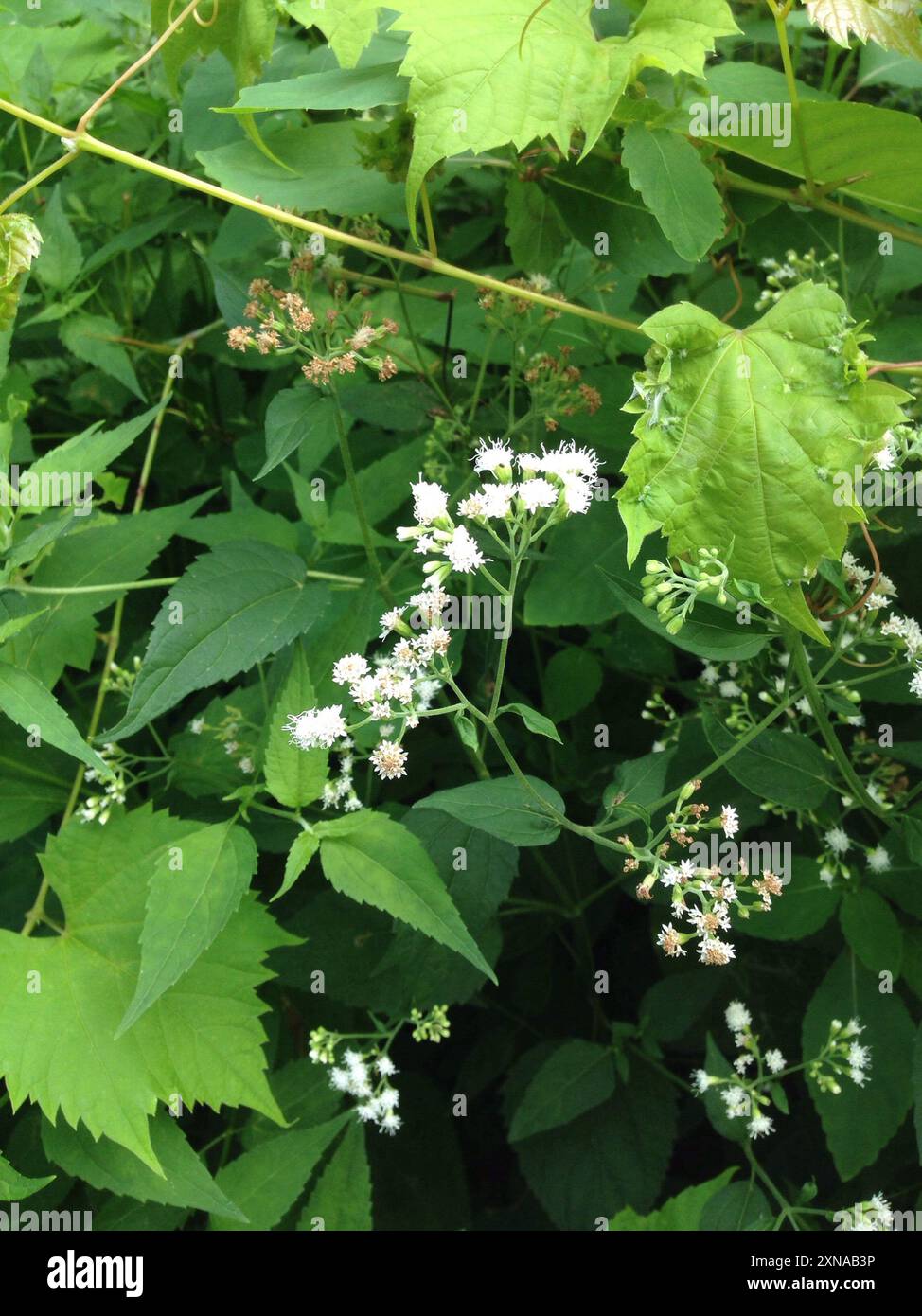 white snakeroot (Ageratina altissima) Plantae Stock Photo - Alamy