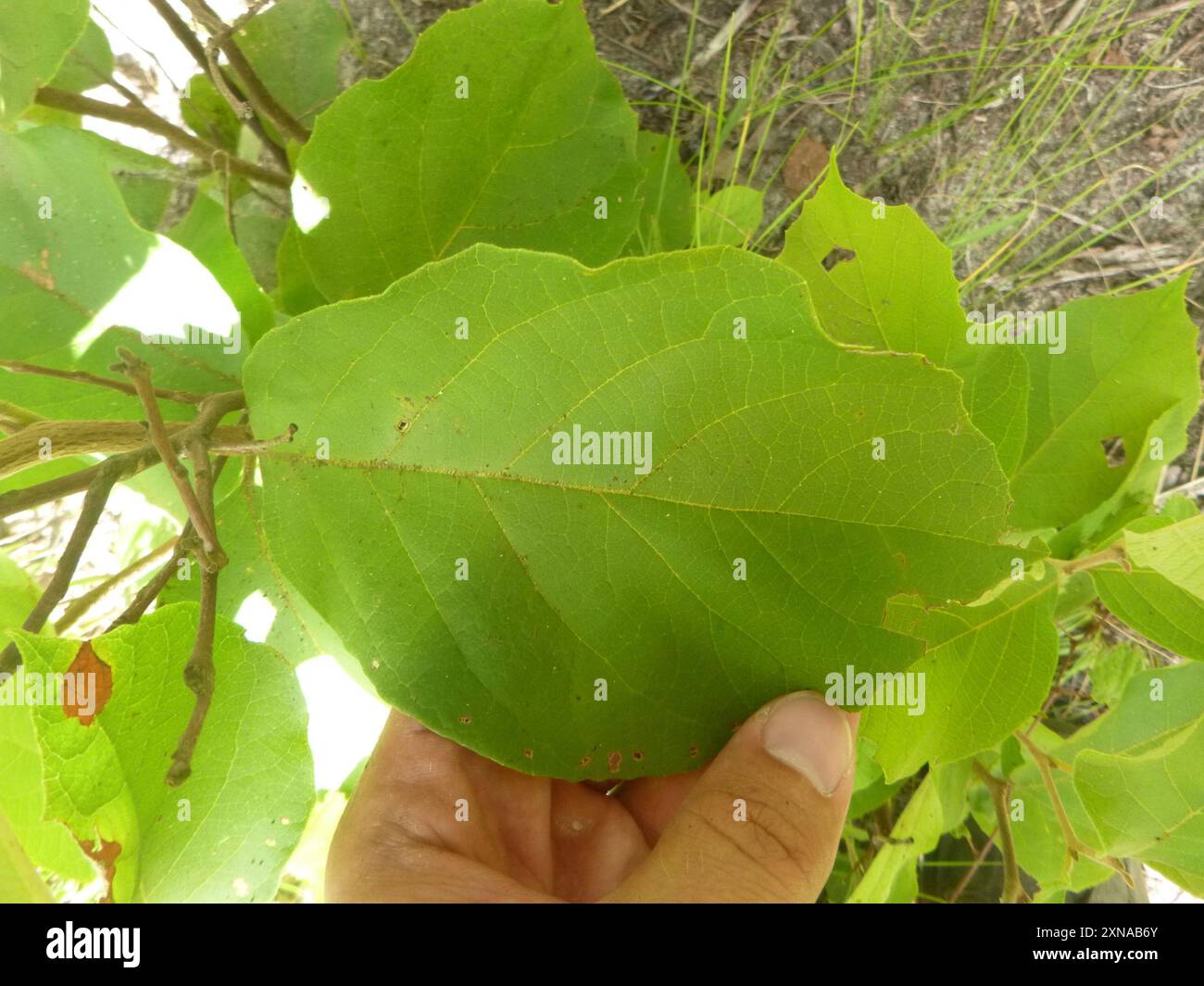 Bigleaf Snowbell (Styrax grandifolius) Plantae Stock Photo - Alamy