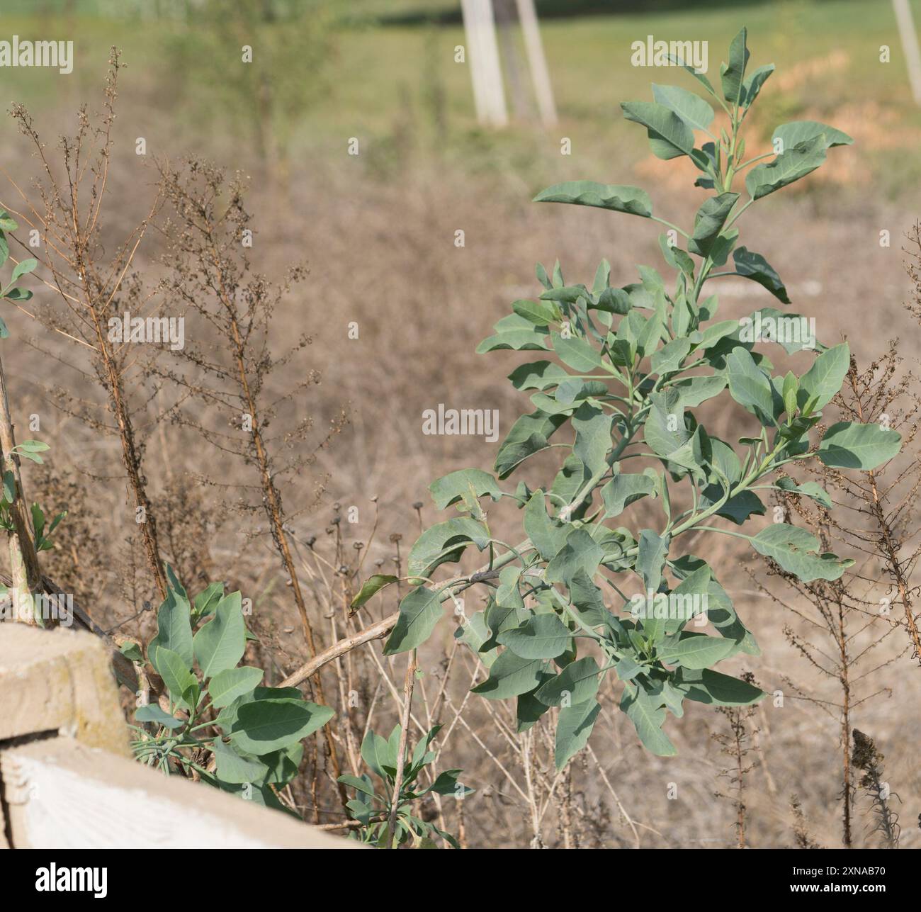 tree tobacco (Nicotiana glauca) Plantae Stock Photo - Alamy