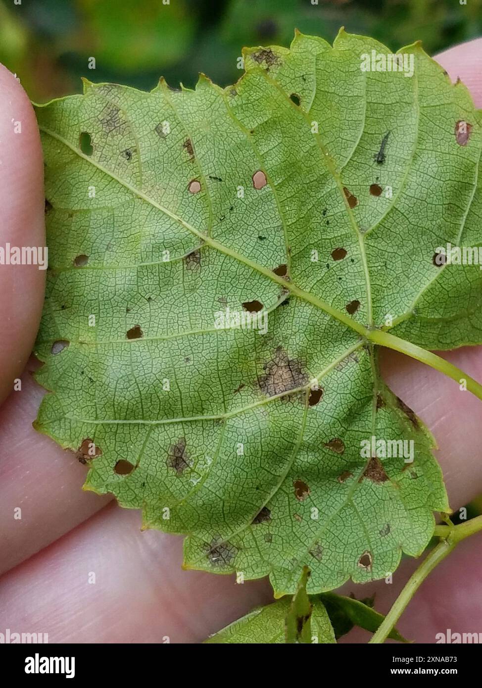 frost grape (Vitis vulpina) Plantae Stock Photo - Alamy