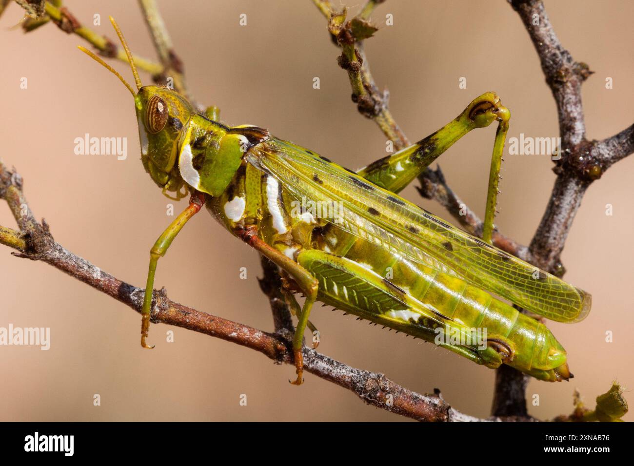 Bootettix argentatus hi-res stock photography and images - Alamy