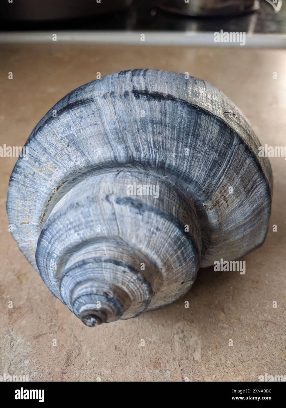 Channeled Whelk (Busycotypus canaliculatus) Mollusca Stock Photo - Alamy