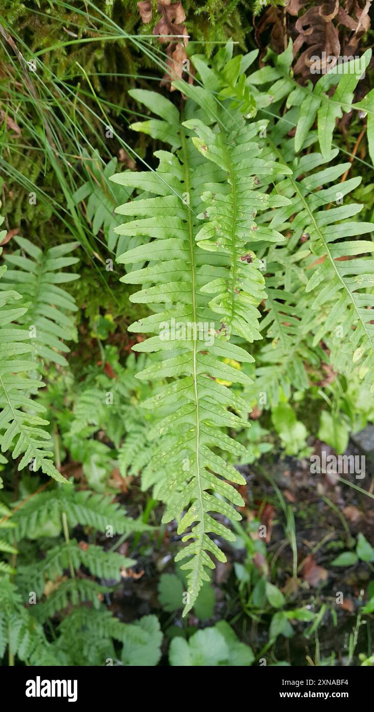 common polypody (Polypodium vulgare) Plantae Stock Photo - Alamy
