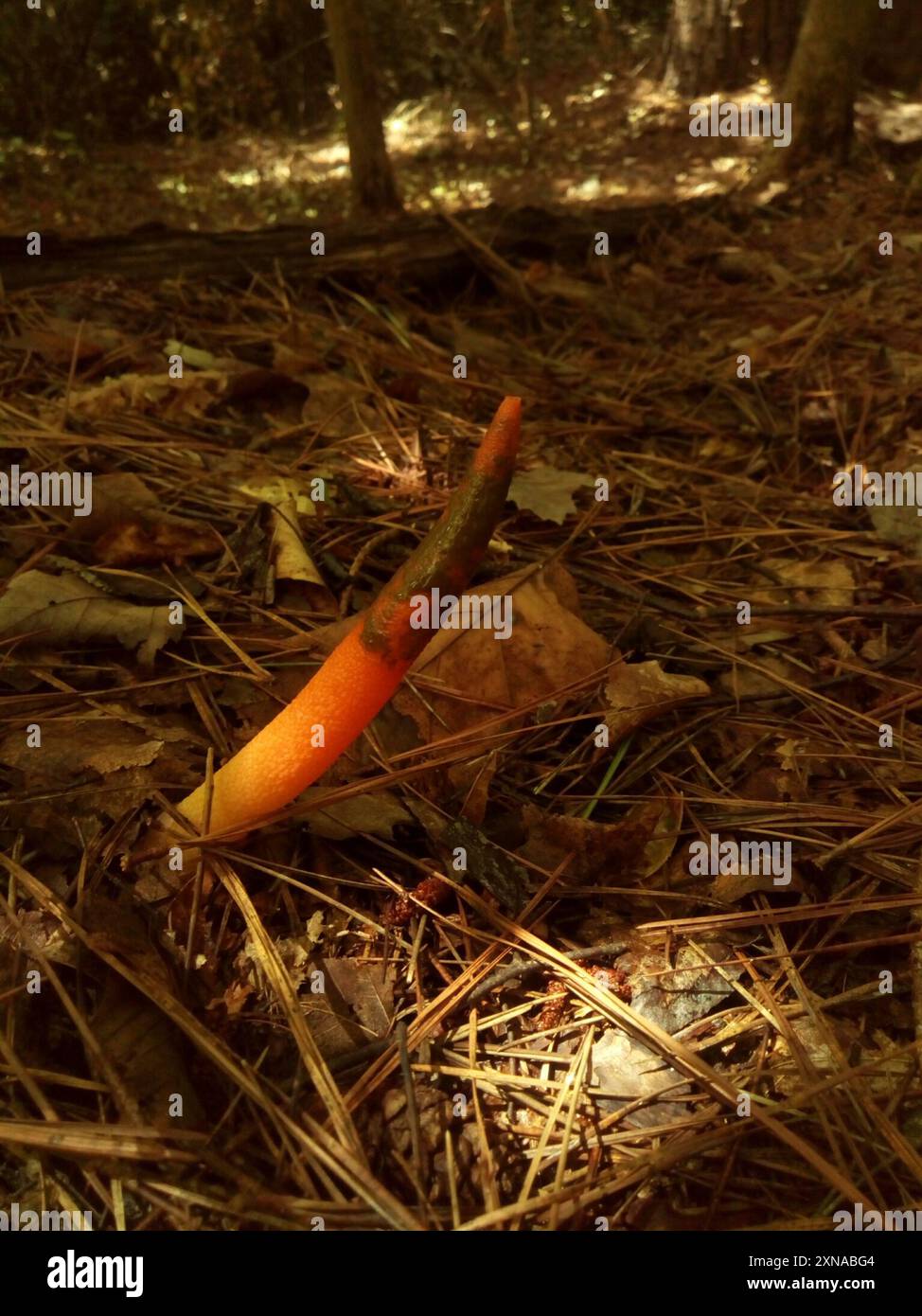 devil's dipstick (Mutinus elegans) Fungi Stock Photo - Alamy
