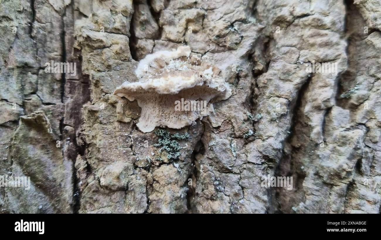split porecrust (Xylodon paradoxus) Fungi Stock Photo - Alamy