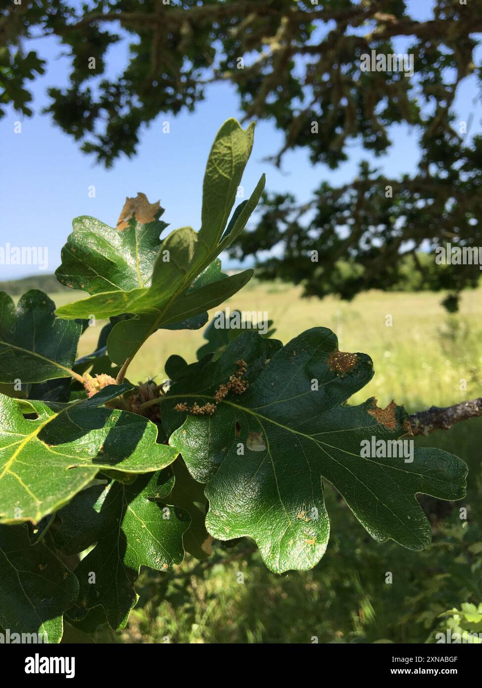 Oregon oak (Quercus garryana) Plantae Stock Photo - Alamy