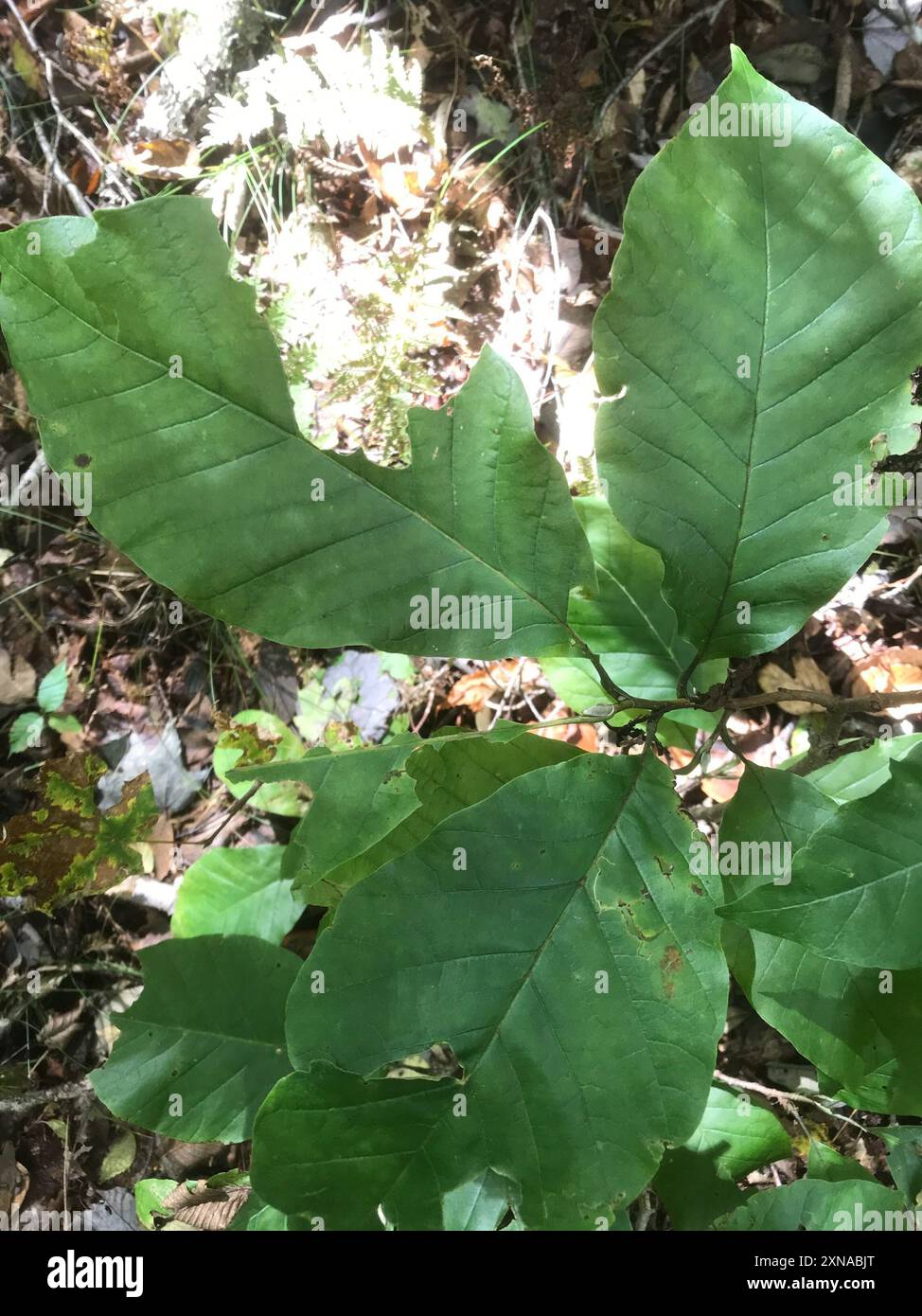 Cucumber-tree (Magnolia acuminata) Plantae Stock Photo - Alamy