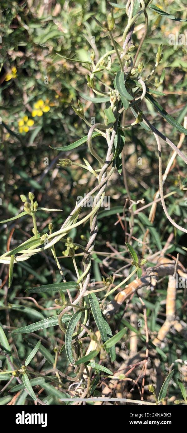 slender janusia (Janusia gracilis) Plantae Stock Photo - Alamy