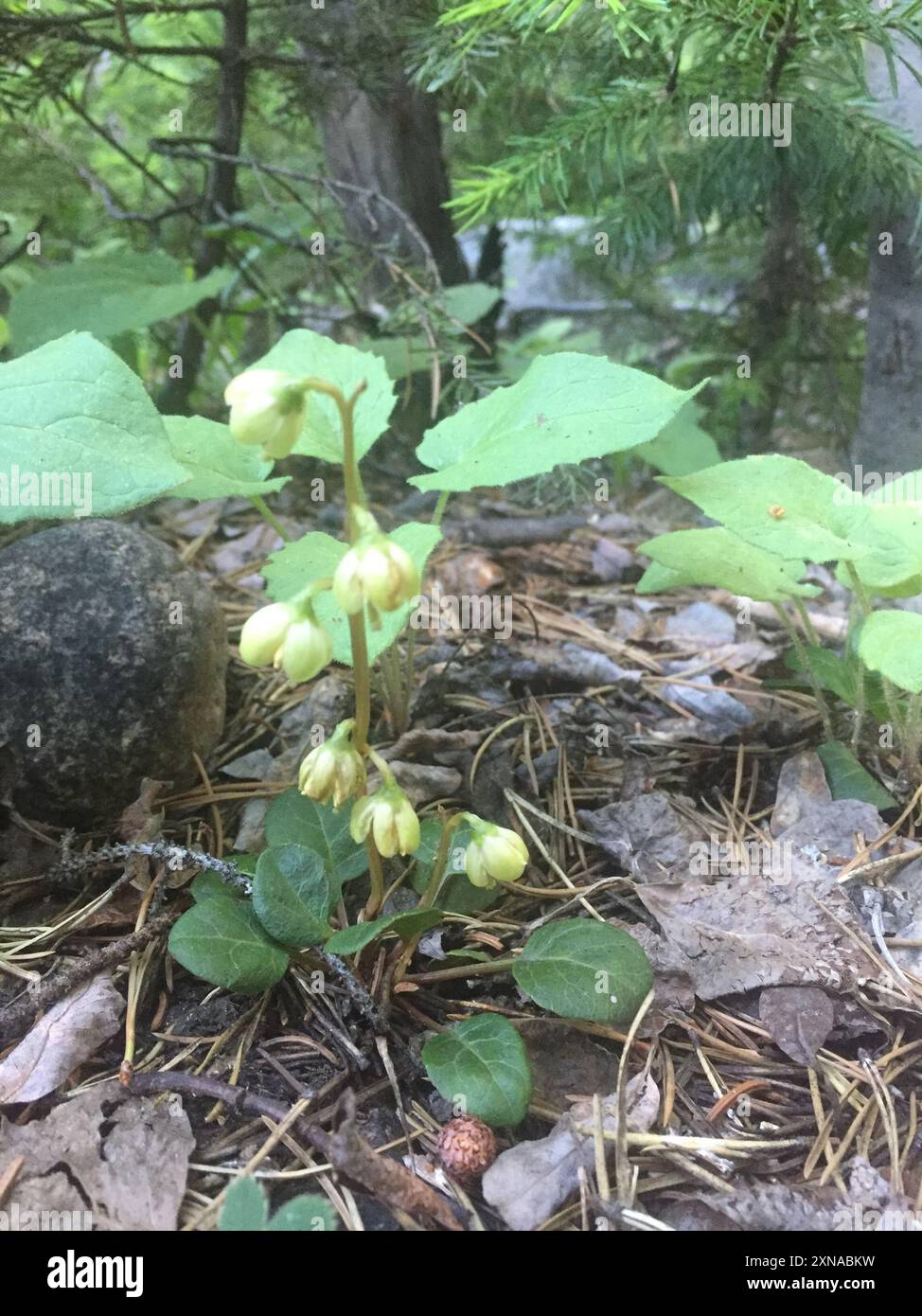 green-flowered wintergreen (Pyrola chlorantha) Plantae Stock Photo - Alamy