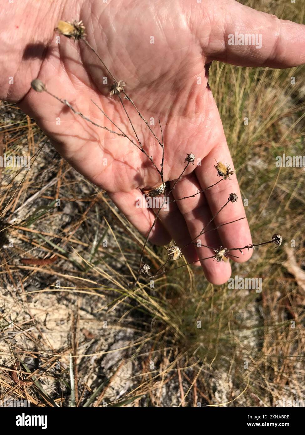 Silkgrasses (Pityopsis) Plantae Stock Photo - Alamy