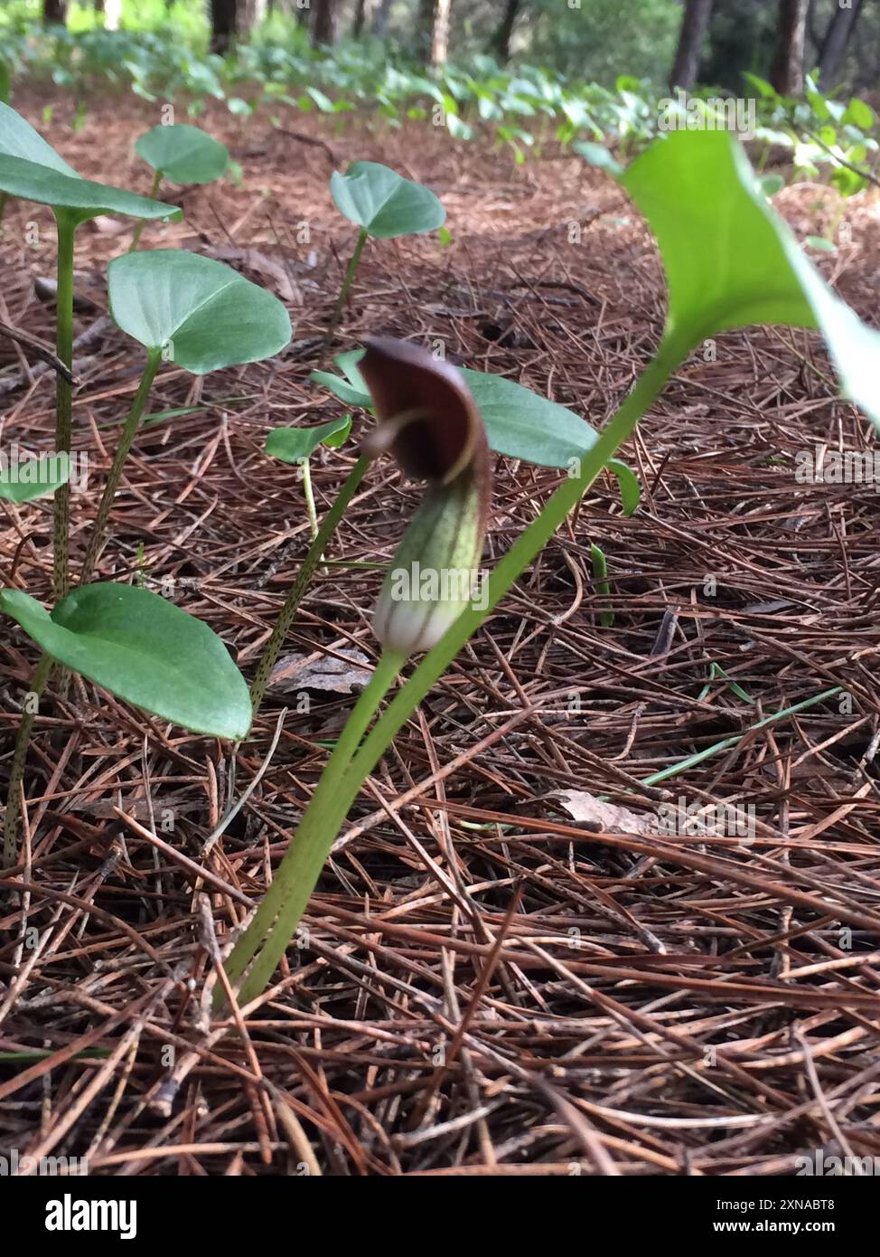 Mousetail Plant (Arisarum simorrhinum) Plantae Stock Photo - Alamy