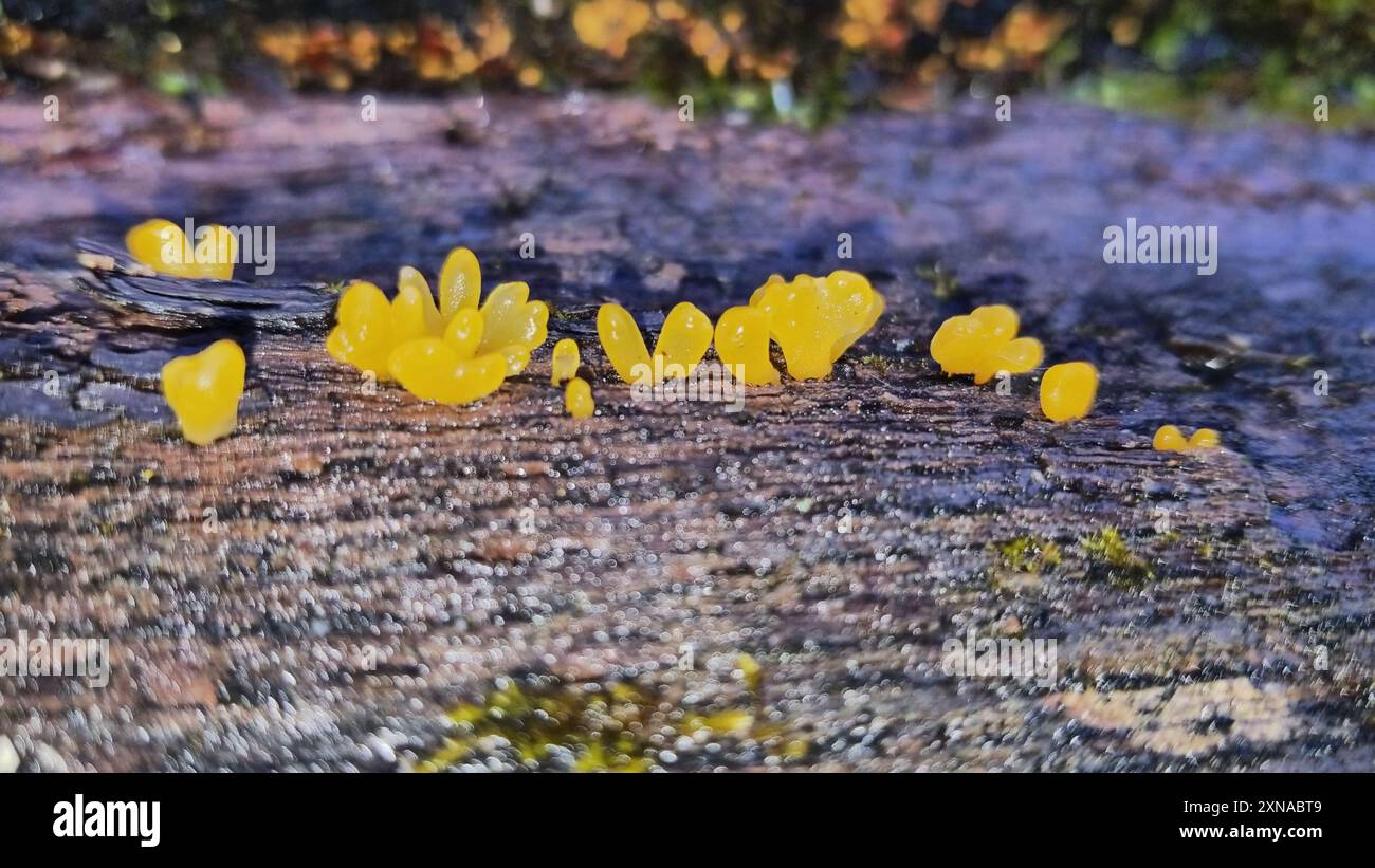 Fan shaped jelly fungi hi-res stock photography and images - Alamy