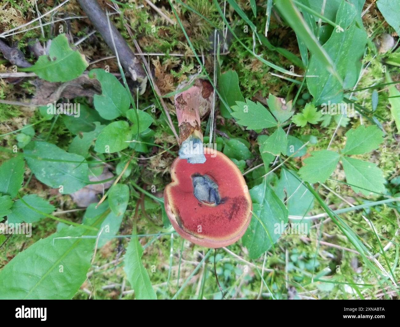 Red-mouth Bolete (Boletus subvelutipes) Fungi Stock Photo - Alamy