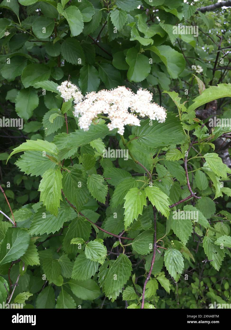 southern arrowwood (Viburnum dentatum) Plantae Stock Photo - Alamy