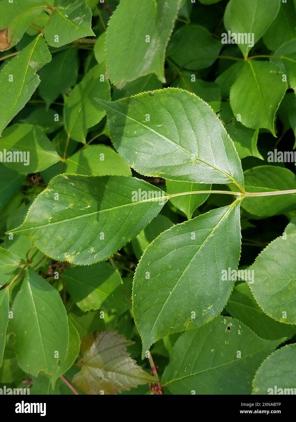 American bladdernut (Staphylea trifolia) Plantae Stock Photo - Alamy