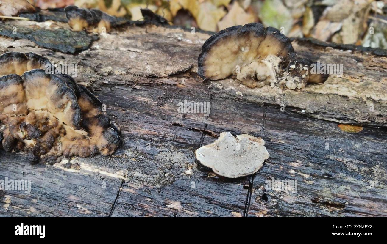shelf fungi (Polyporales) Fungi Stock Photo - Alamy