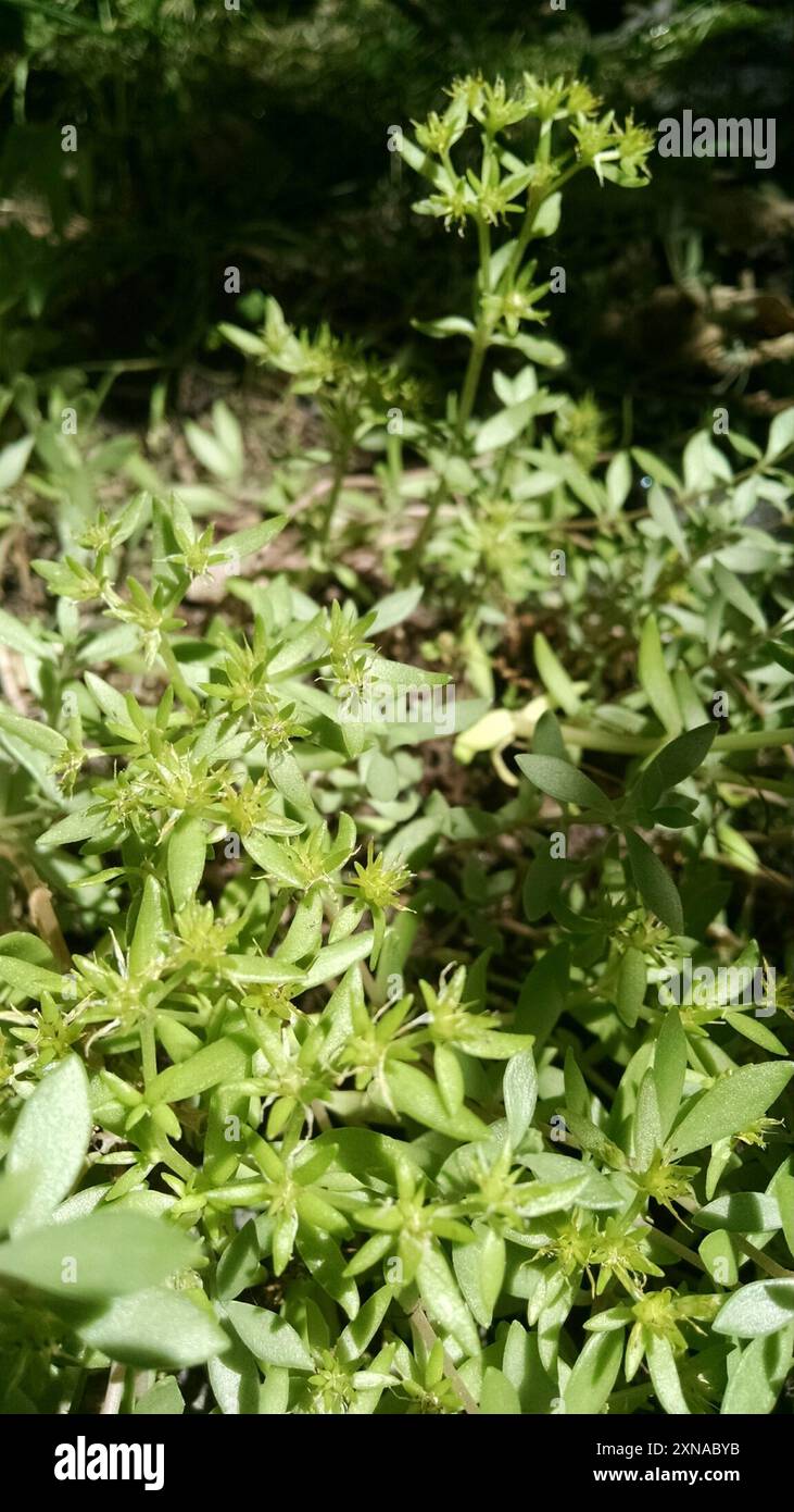 Stringy Stonecrop (Sedum sarmentosum) Plantae Stock Photo - Alamy