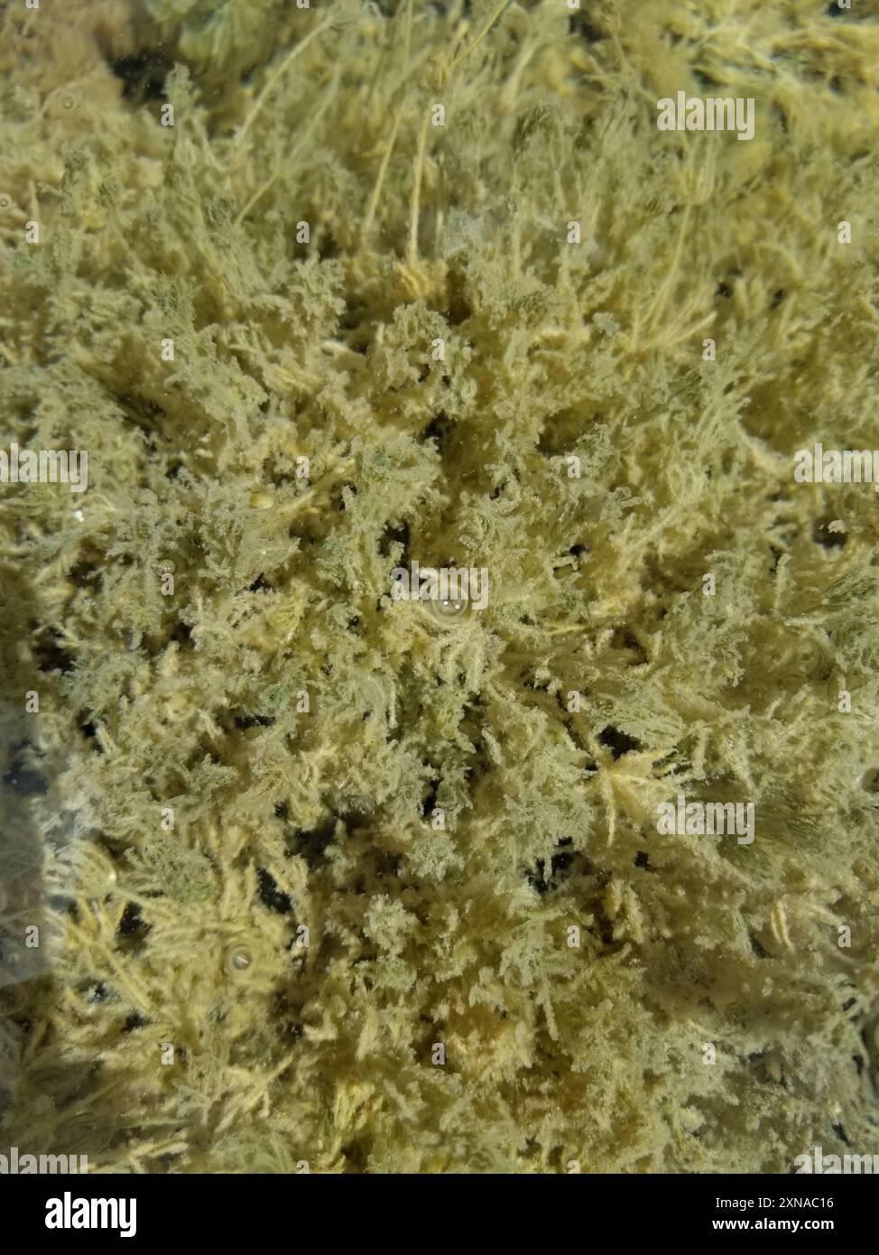 plants (Plantae) Plantae Stock Photo - Alamy