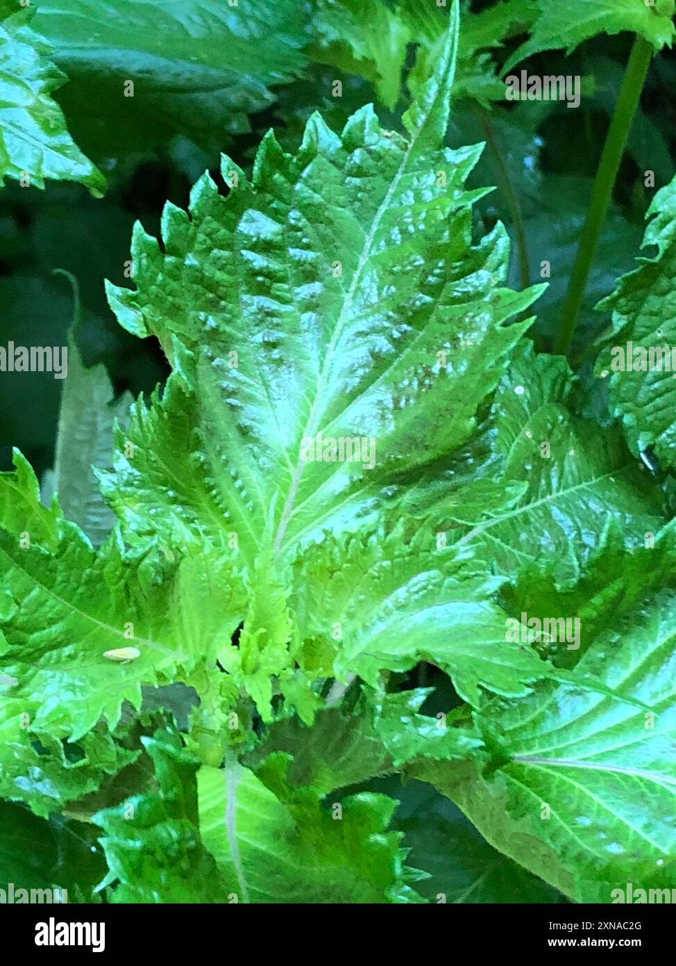 beefsteak plant (Perilla frutescens) Plantae Stock Photo - Alamy