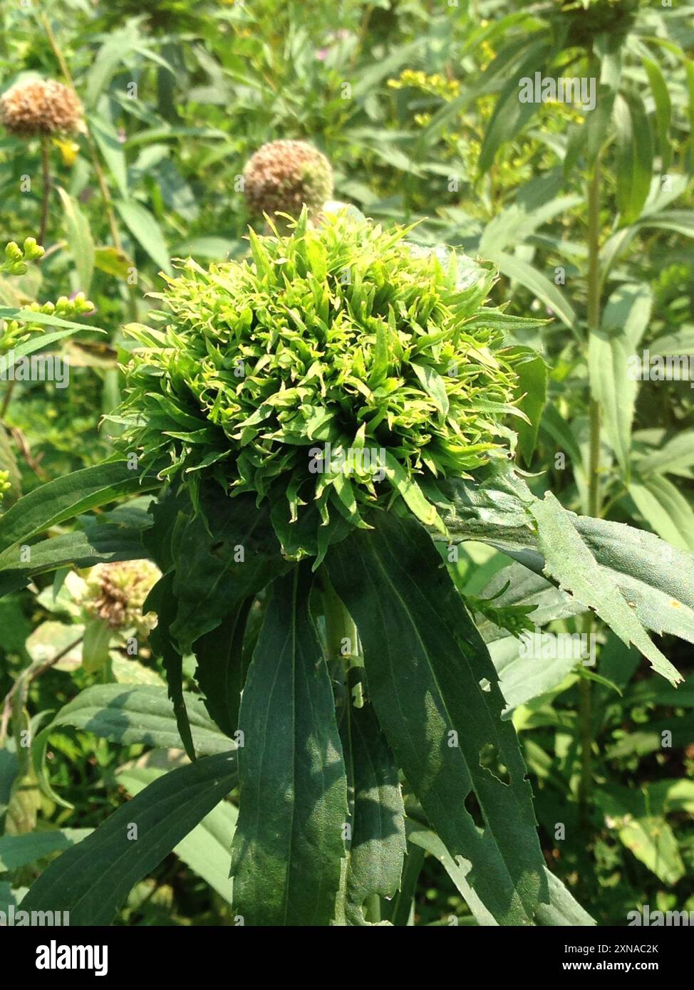 Giant Goldenrod Bunch Gall Midge (Rhopalomyia capitata) Insecta Stock ...