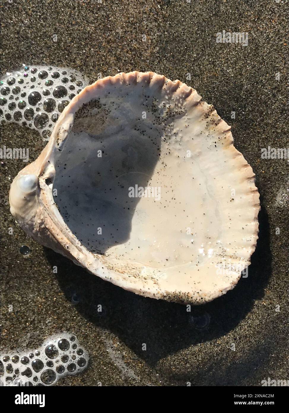Nuttall's Cockle (Clinocardium nuttallii) Mollusca Stock Photo - Alamy