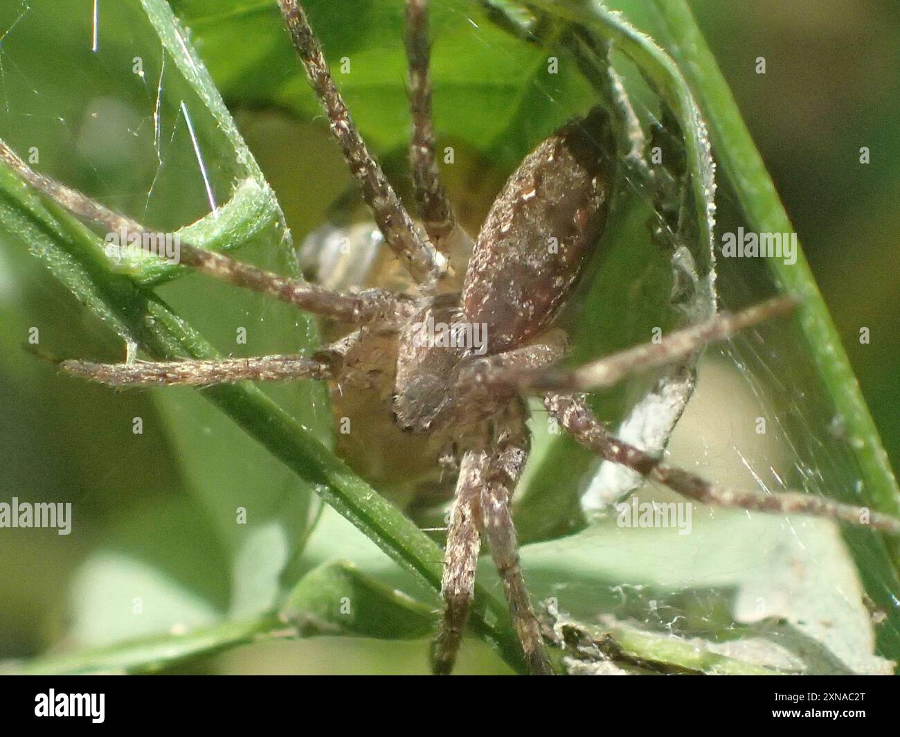American Nursery Web Spider (Pisaurina mira) Arachnida Stock Photo - Alamy