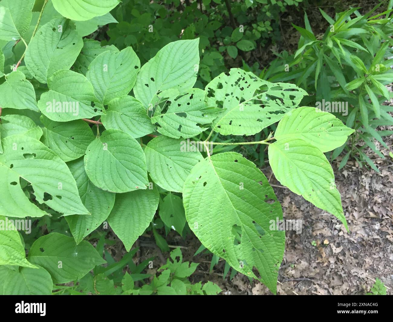 Round-leaved Dogwood (Cornus rugosa) Plantae Stock Photo - Alamy