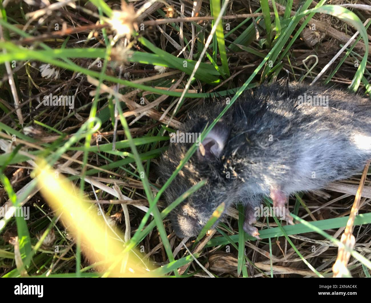 Meadow Vole (Microtus pennsylvanicus) Mammalia Stock Photo - Alamy