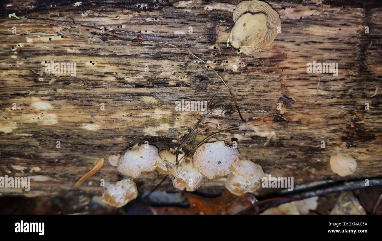 Luminescent Panellus (Panellus stipticus) Fungi Stock Photo - Alamy