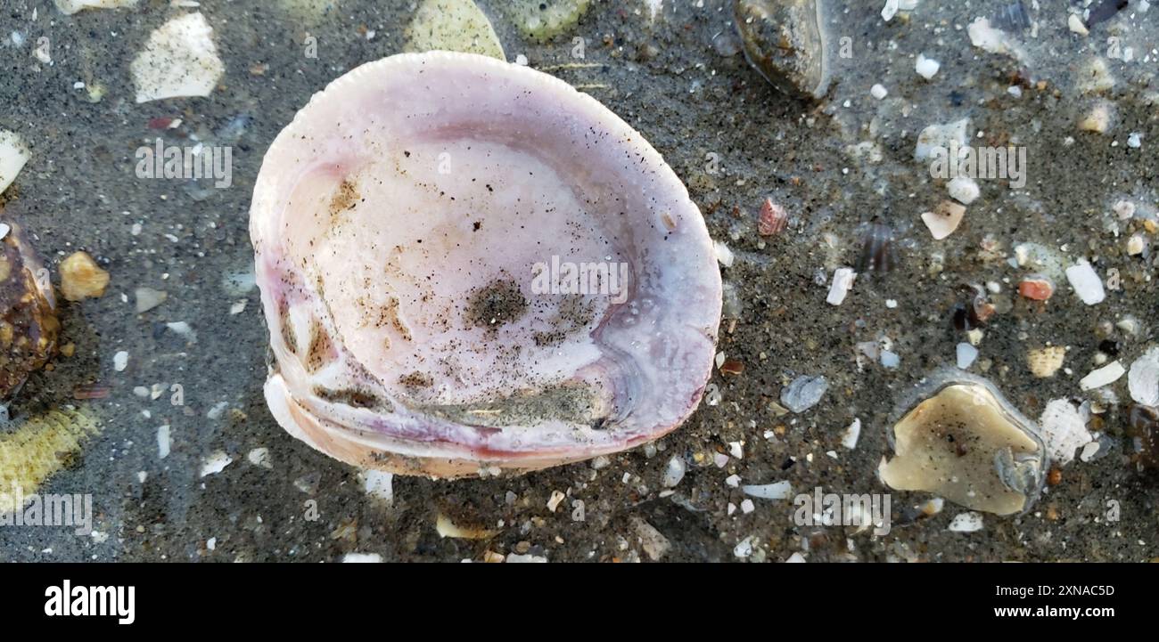 Wavy Chione (Chione undatella) Mollusca Stock Photo - Alamy