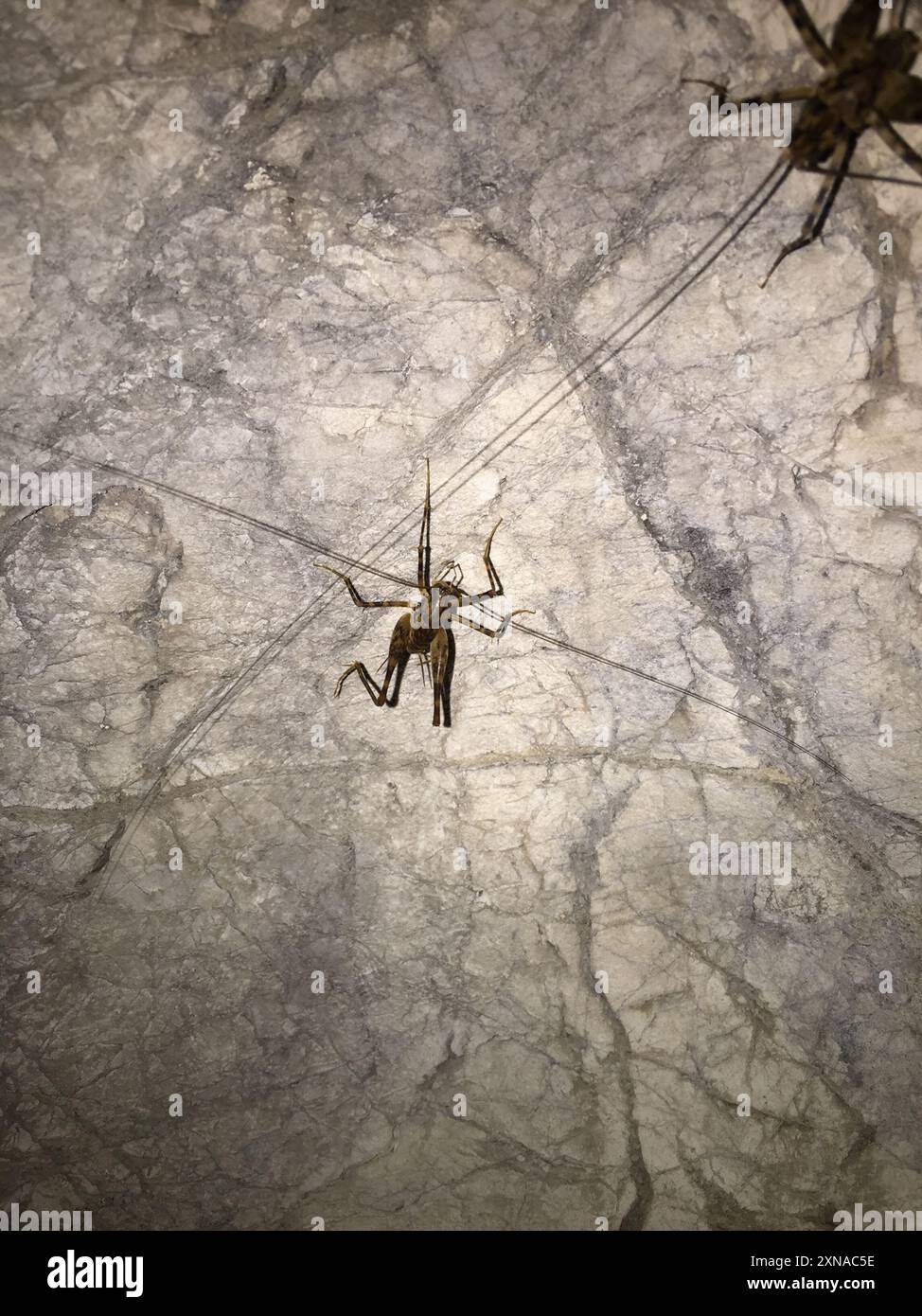 Japanese Camel Cricket (Diestrammena japanica) Insecta Stock Photo - Alamy