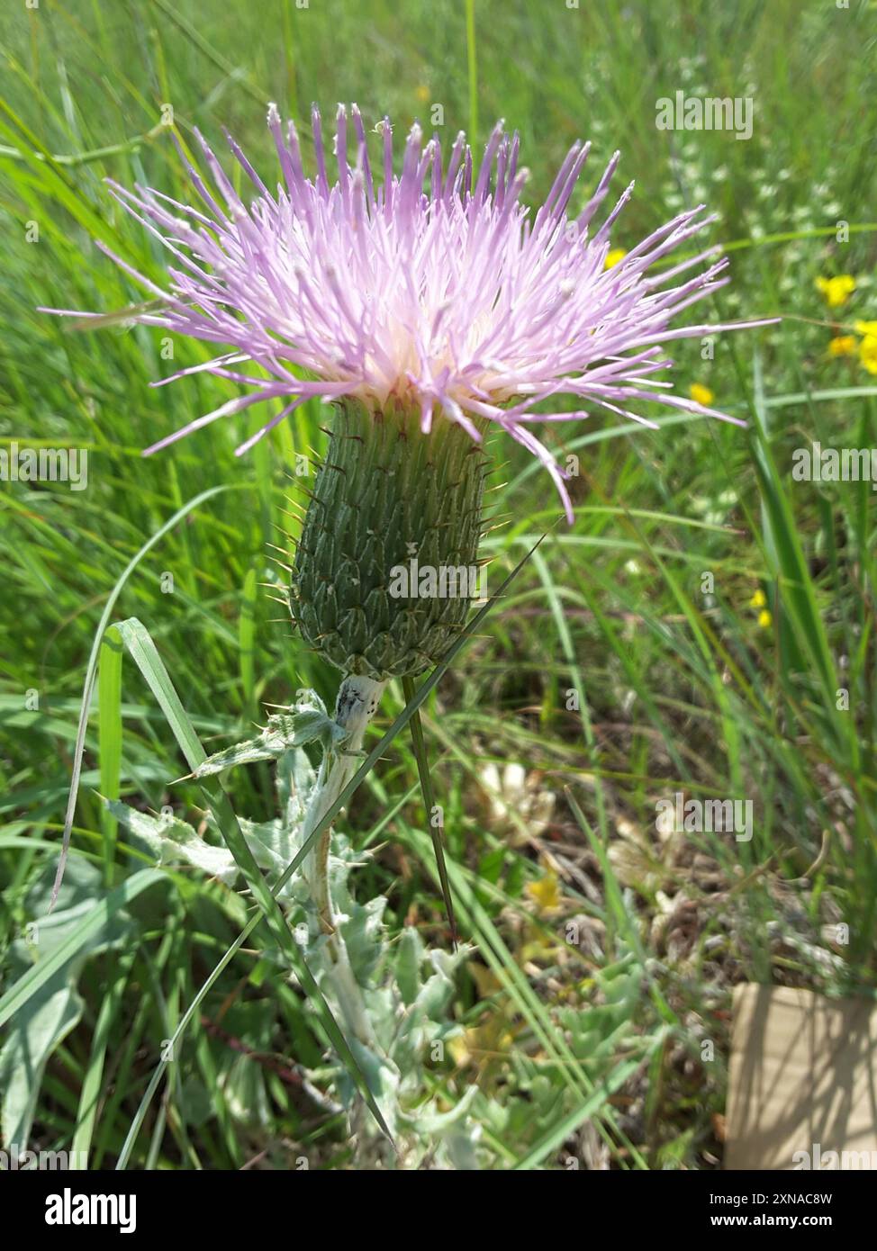 wavyleaf thistle (Cirsium undulatum) Plantae Stock Photo - Alamy