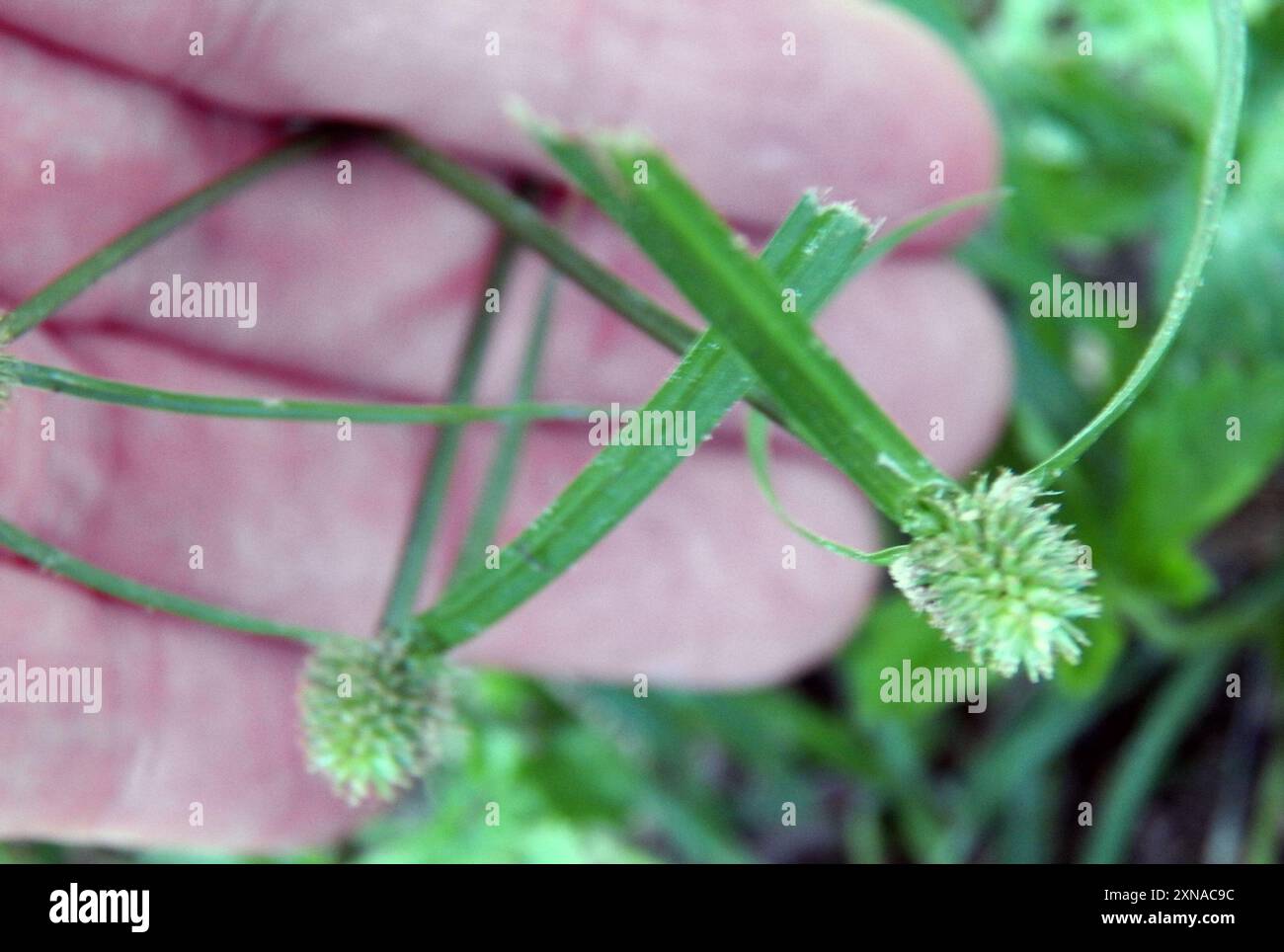 Shortleaf Spikesedge (Cyperus brevifolius) Plantae Stock Photo - Alamy