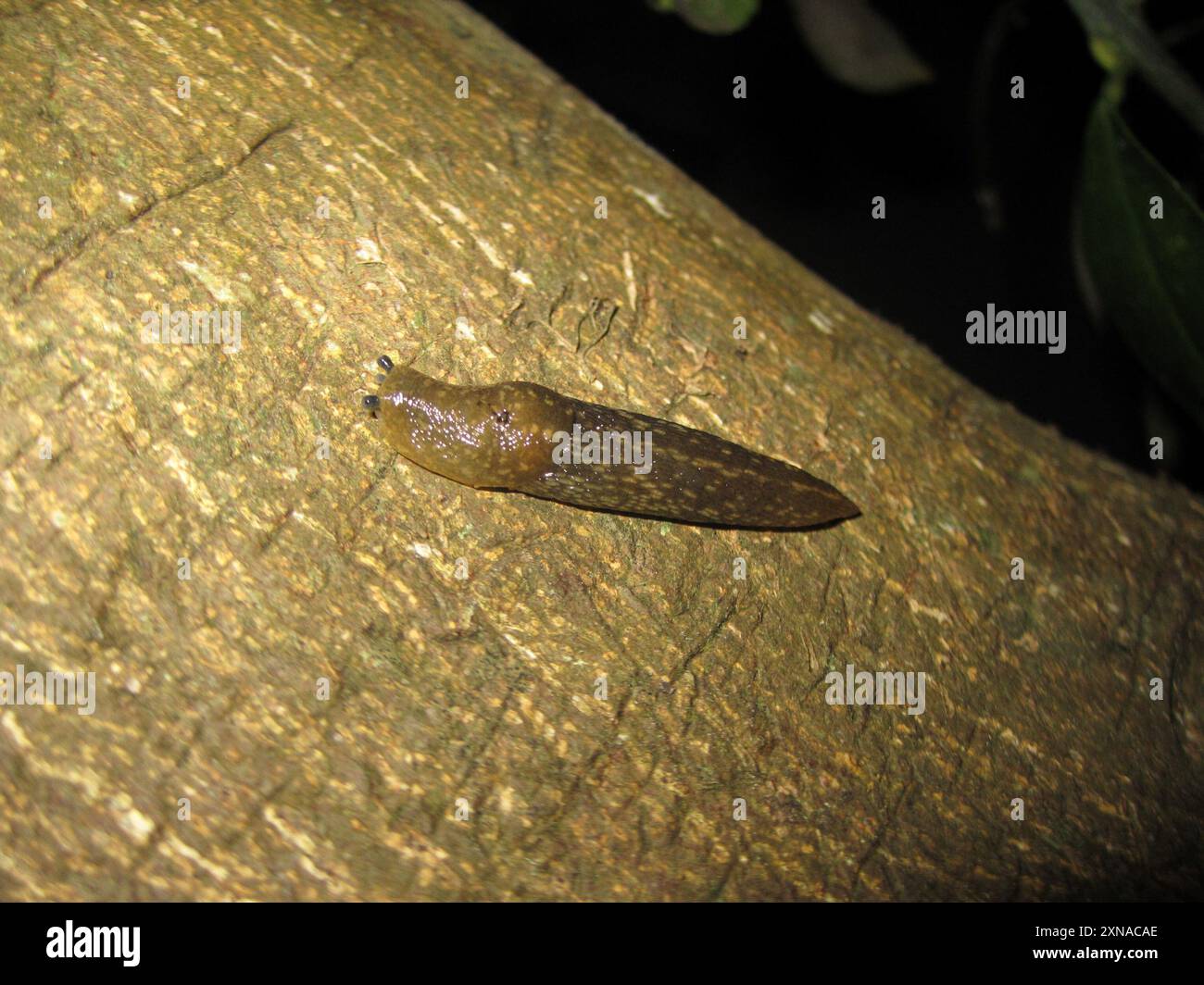 Yellow Cellar Slug (Limacus flavus) Mollusca Stock Photo - Alamy