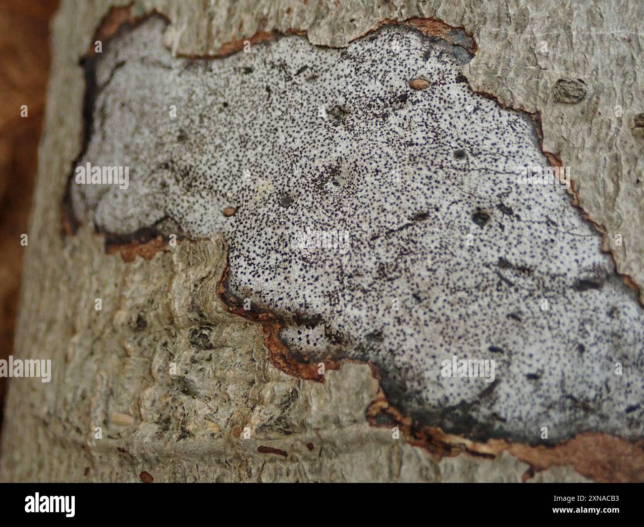 hypoxylon canker (Biscogniauxia atropunctata) Fungi Stock Photo - Alamy