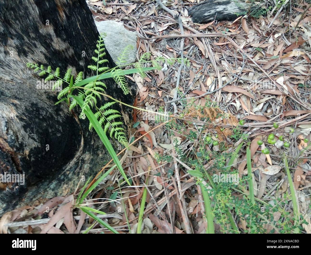 Austral Bracken (Pteridium esculentum) Plantae Stock Photo - Alamy