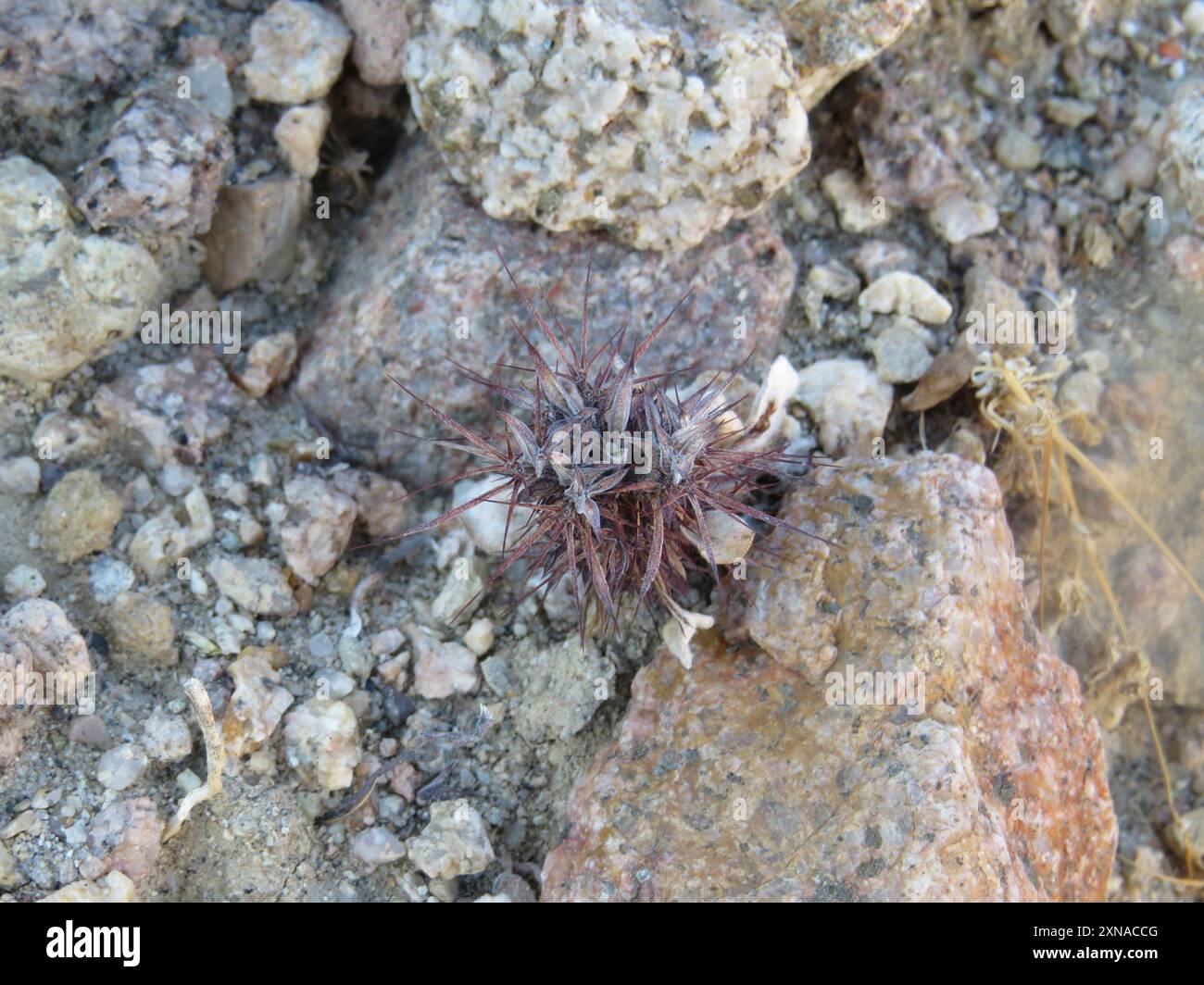 Devil's Spineflower (Chorizanthe rigida) Plantae Stock Photo - Alamy