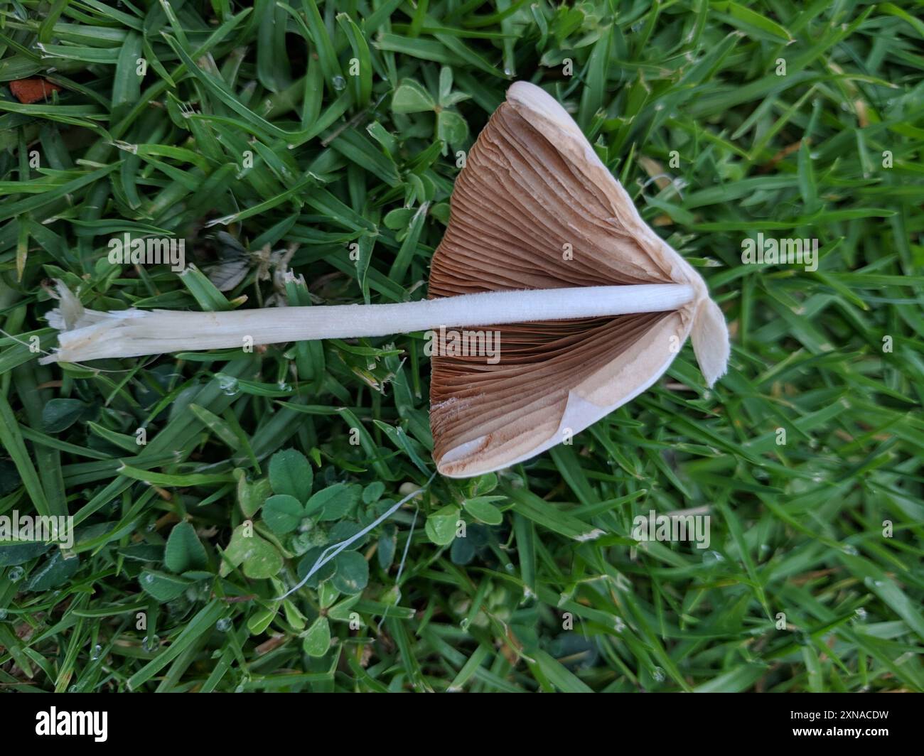 white dunce cap (Conocybe apala albipes) Fungi Stock Photo - Alamy