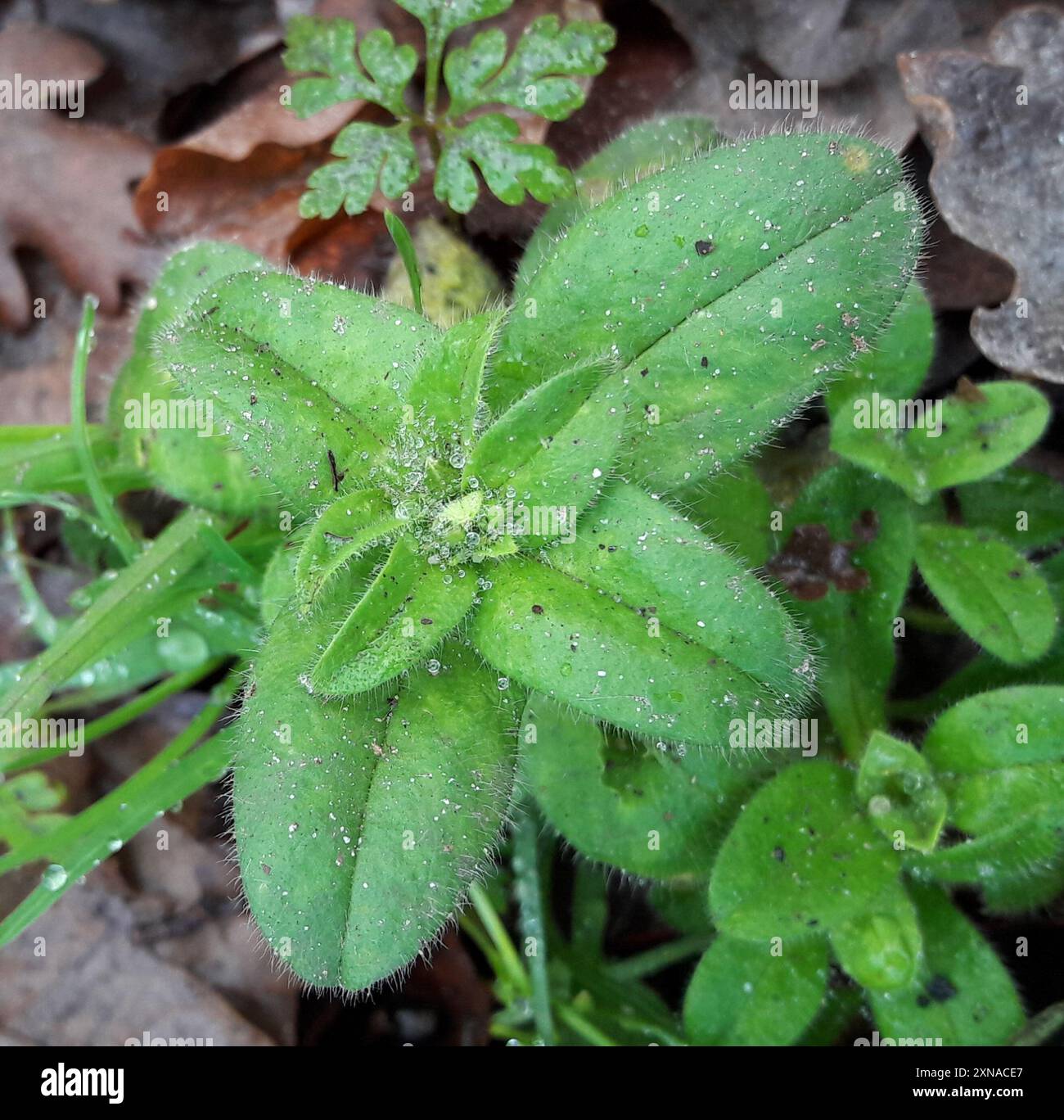 Sticky mouse-ear chickweed (Cerastium glomeratum) Plantae Stock Photo ...