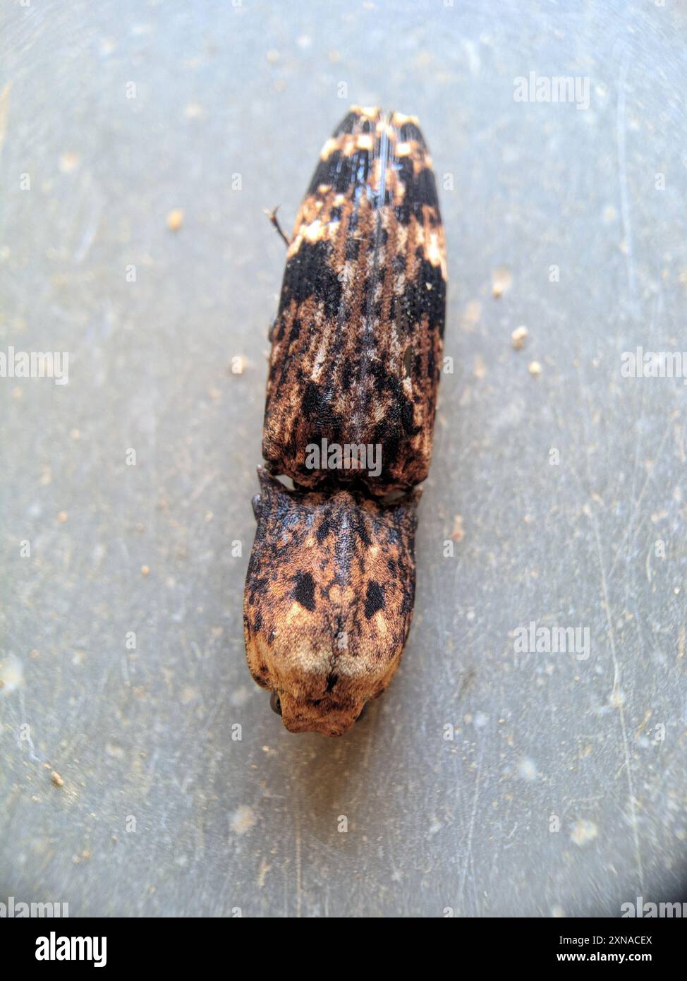 Alveolatus hi-res stock photography and images - Alamy